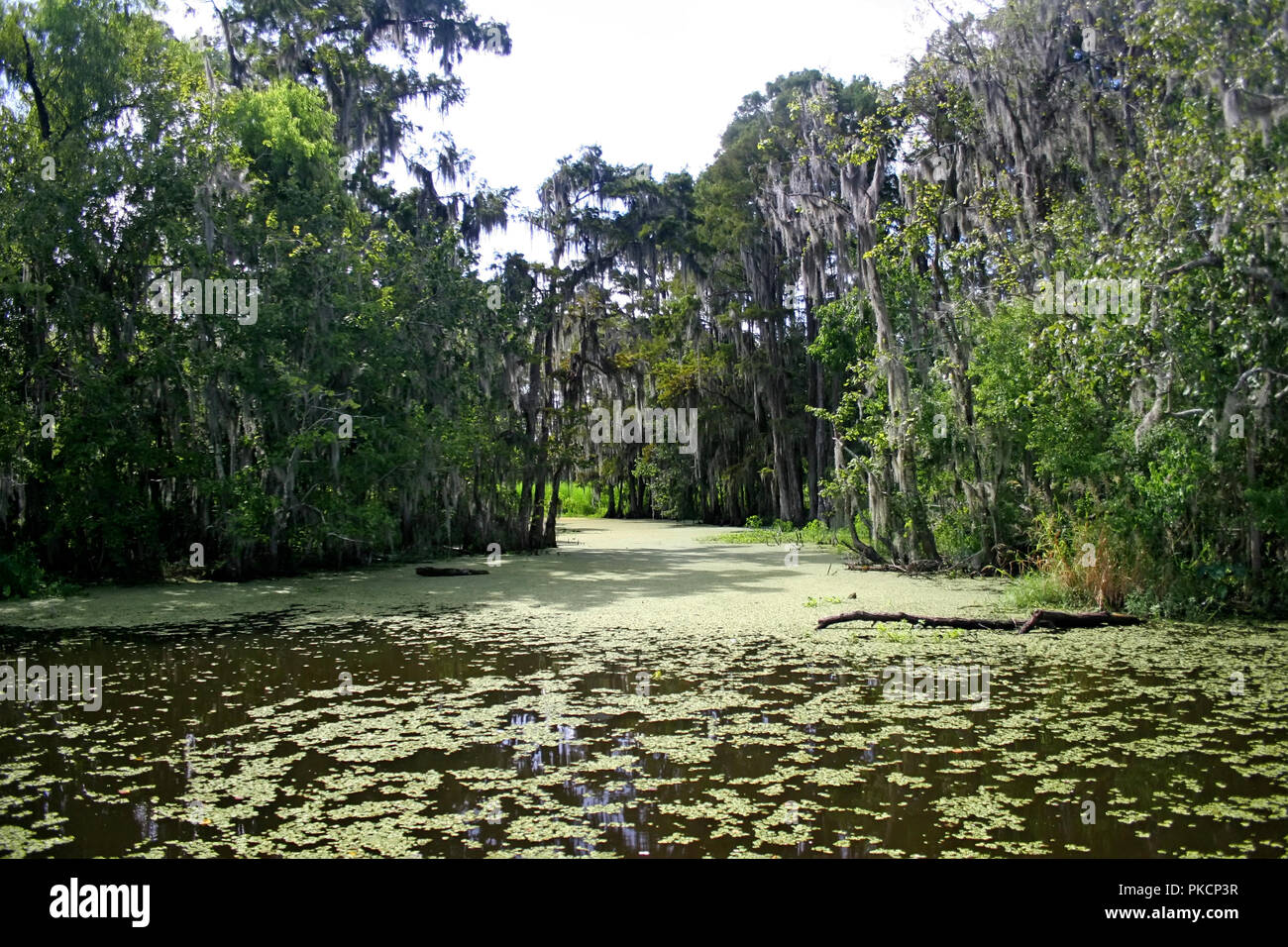 Louisiana bayou airboat hi-res stock photography and images - Alamy