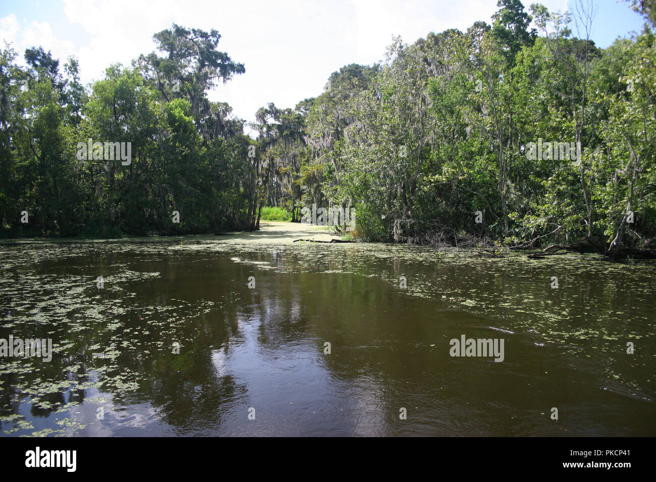 Louisiana bayou airboat hi-res stock photography and images - Alamy