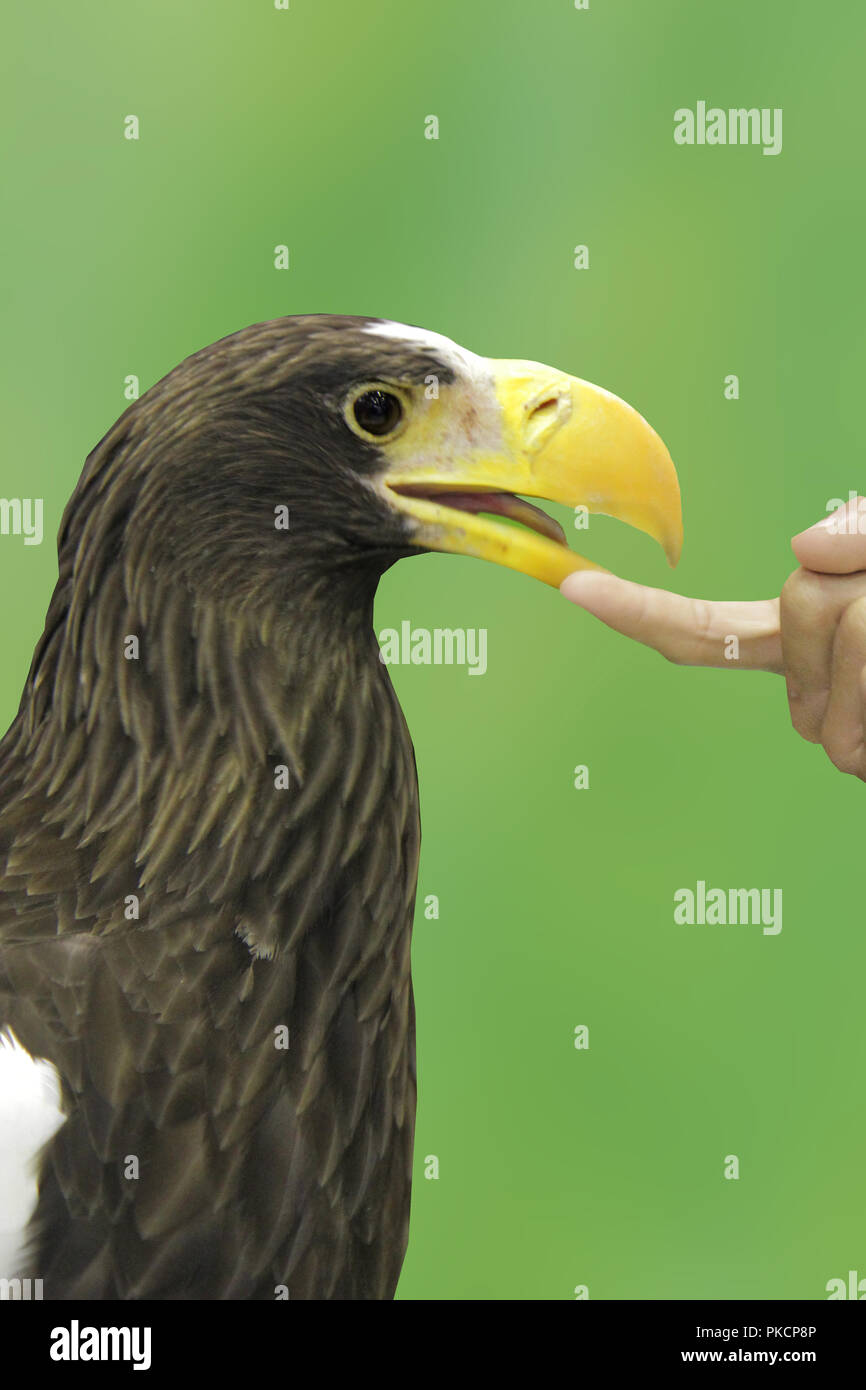 Use the index finger to touch the mouth of Steller's sea eagle bird ...