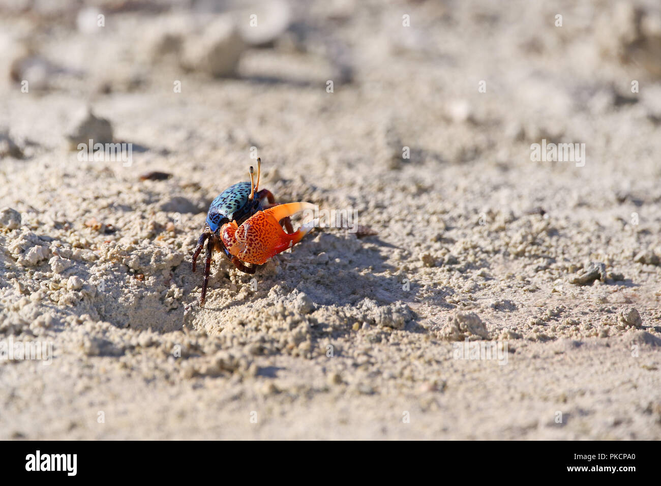 Colorful crab hi-res stock photography and images - Alamy
