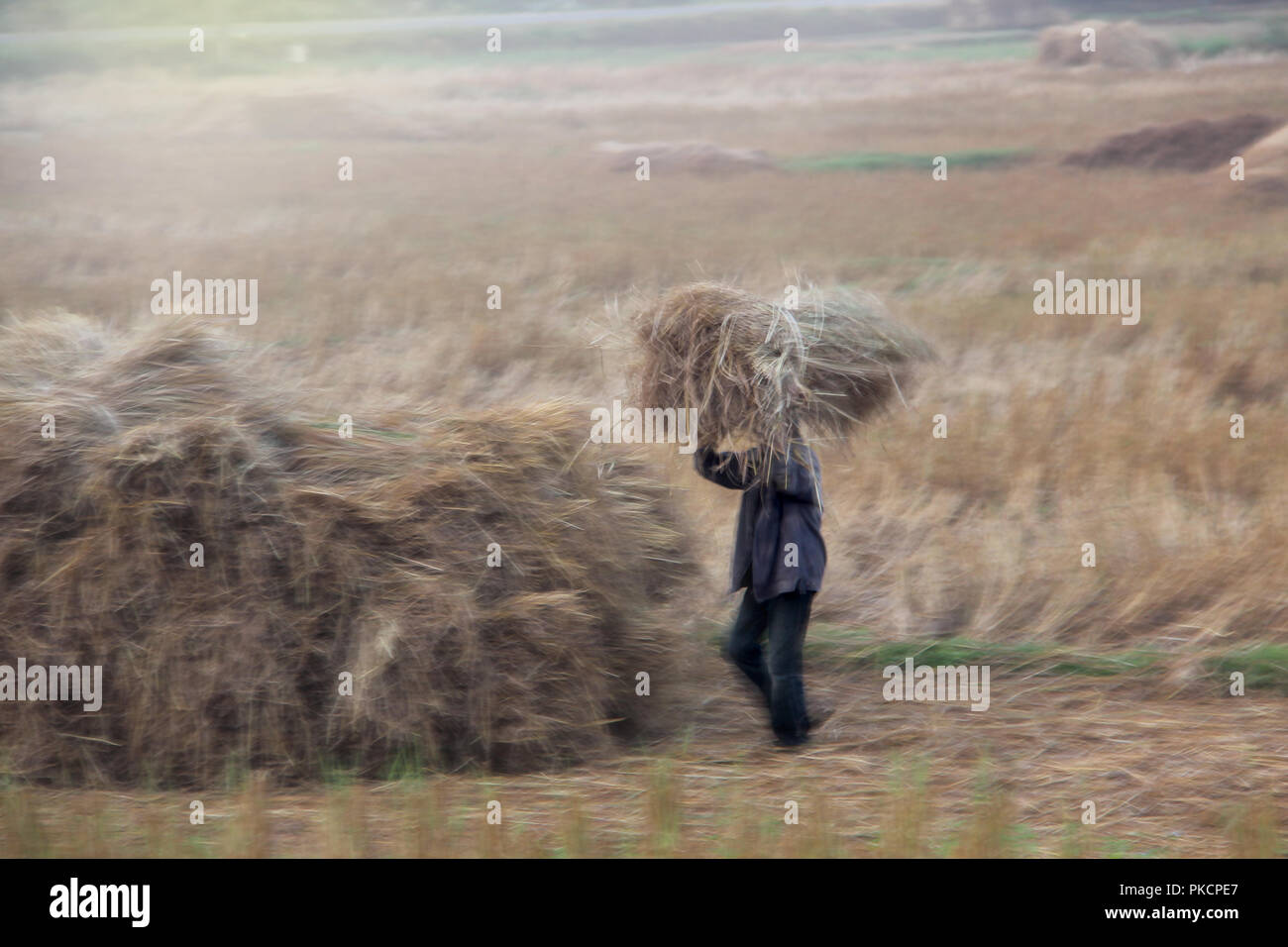 After harvesting the produce Farmer let the rice dry then a pile of ...