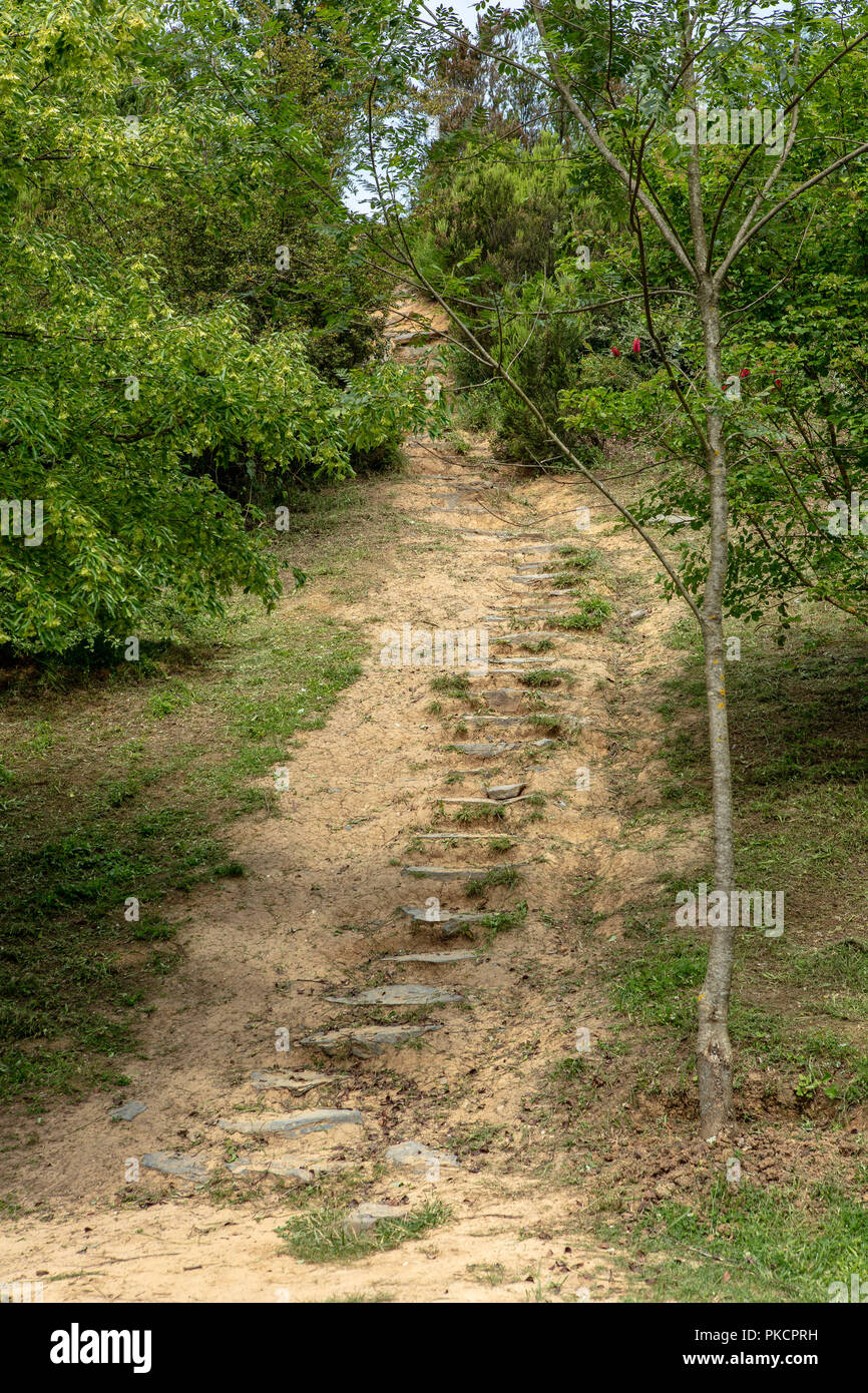 Outdoor view of a small pathway in a forest. Many small trees with ...