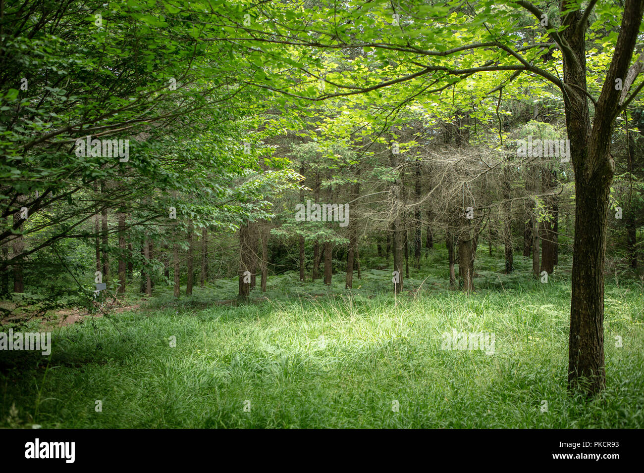 Beautiful trees with sunlight background, nature, park, spring and ...