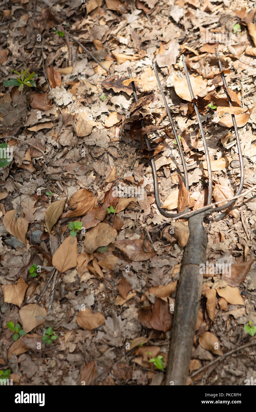 Old classic rusty metal pitchfork with wooden handle lying on dead dry ...
