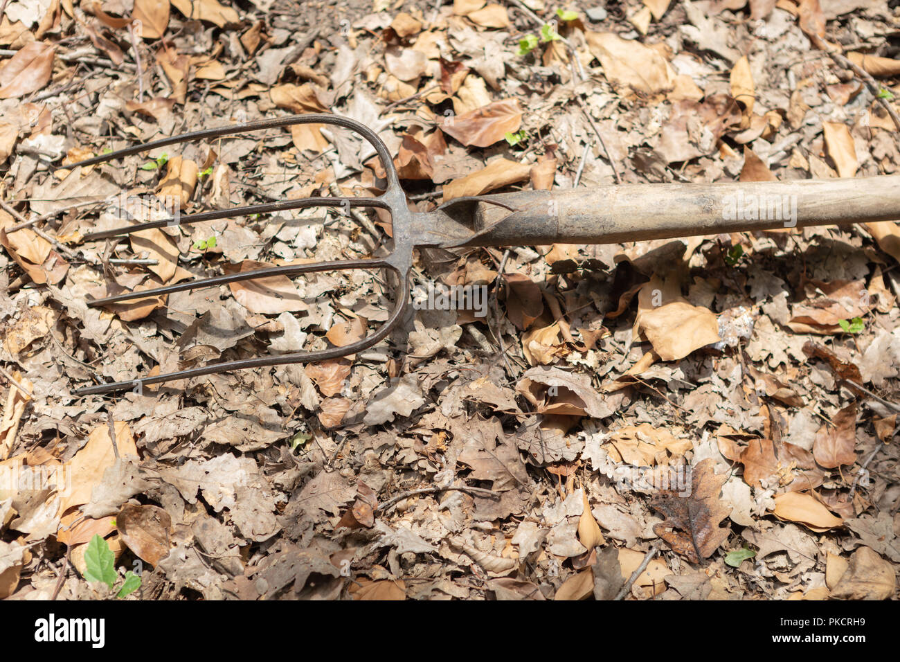 Old classic rusty metal pitchfork with wooden handle lying on dead dry ...