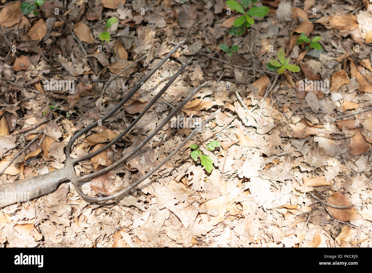 Old classic rusty metal pitchfork with wooden handle lying on dead dry ...