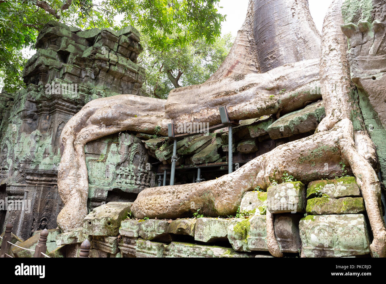 Giant tree roots covering Ta Prom temple in Siem Reap, Cambodia Stock ...