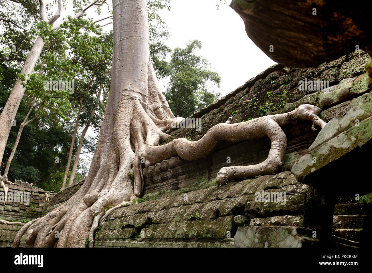 Giant tree roots covering Ta Prom temple in Siem Reap, Cambodia Stock ...