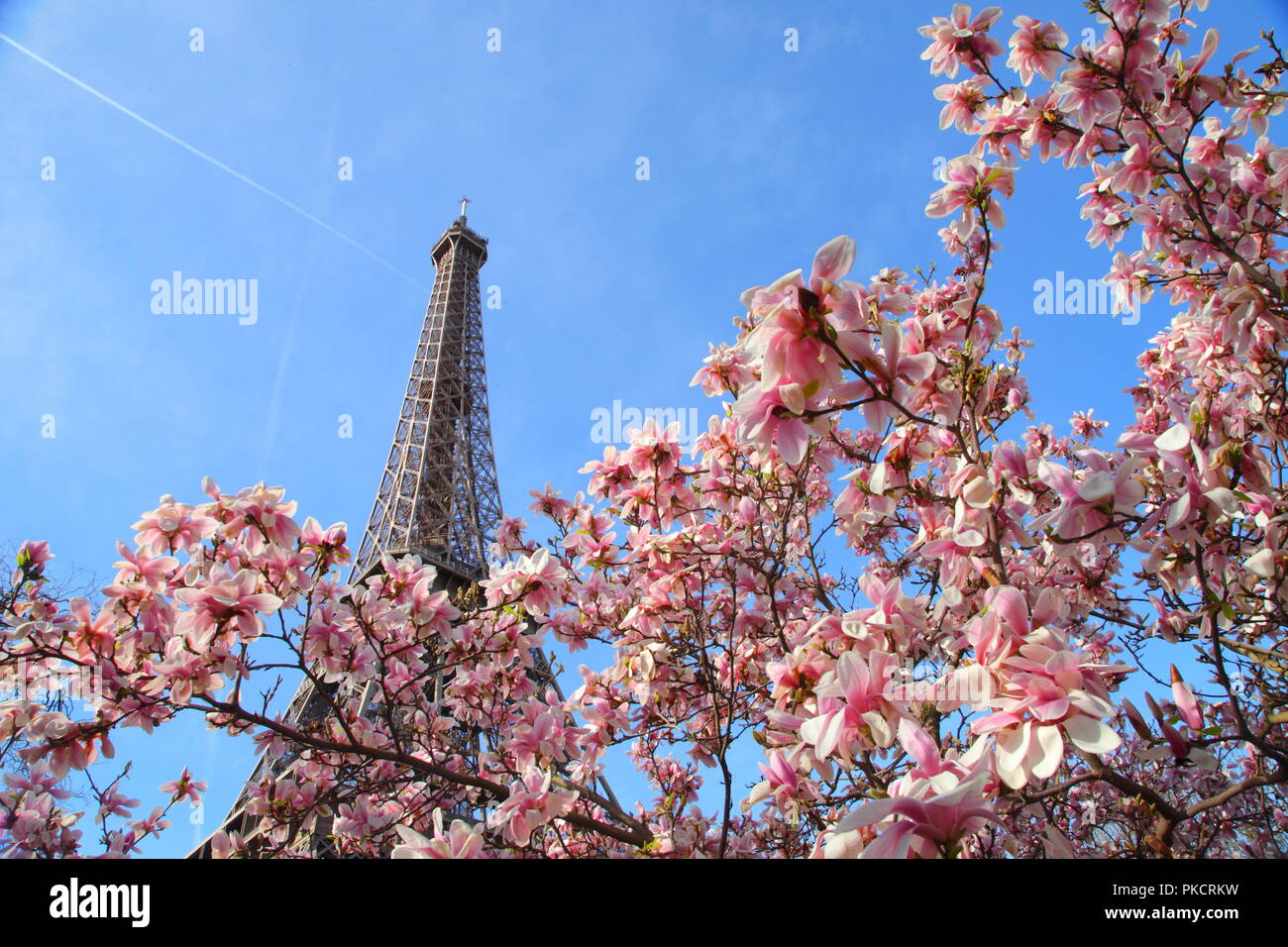 Eiffel tower in spring. Paris. France. Magnolia Stock Photo - Alamy