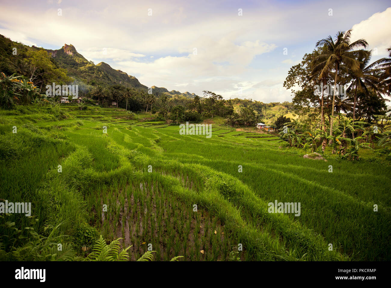 Rice field Kandungaw peak hiking Cebu Province Stock Photo - Alamy