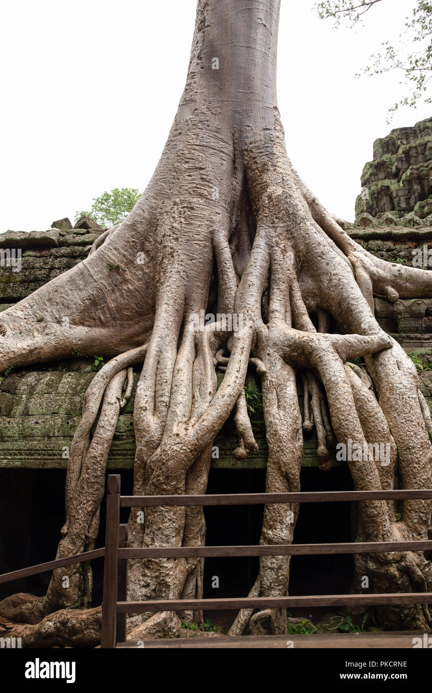 Giant tree roots covering Ta Prom temple in Siem Reap, Cambodia Stock ...