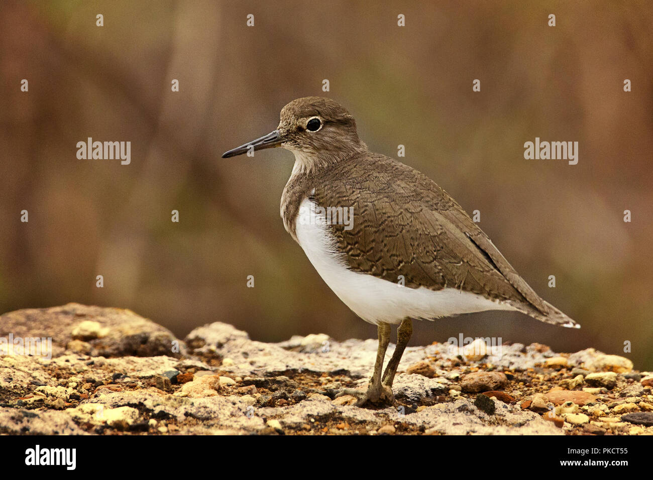 common Sandpiper Portrait, outdoors bird watching in Cebu province ...