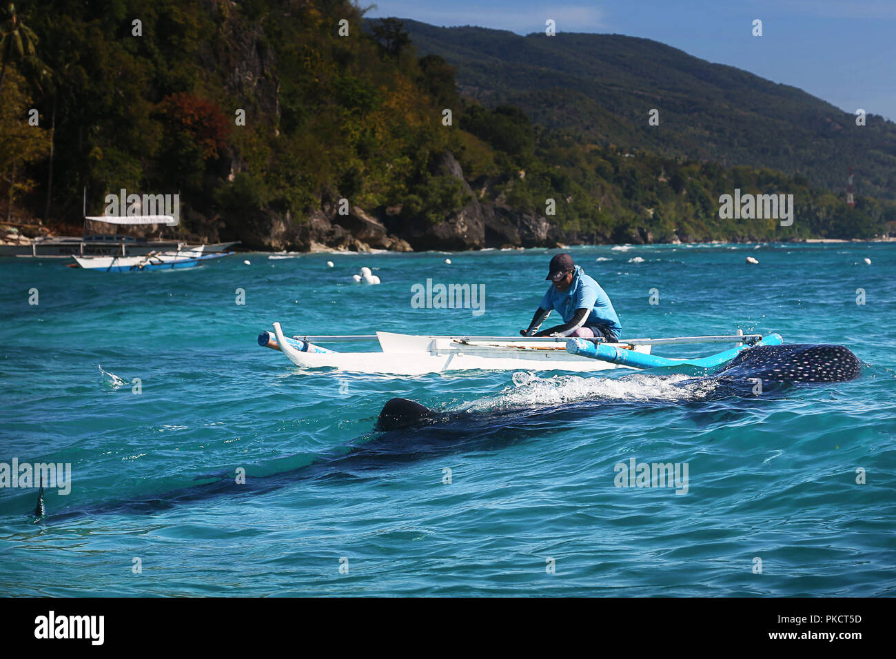 Whale sharks, Oslob Cebu Province, snorkeling diving butanding ...