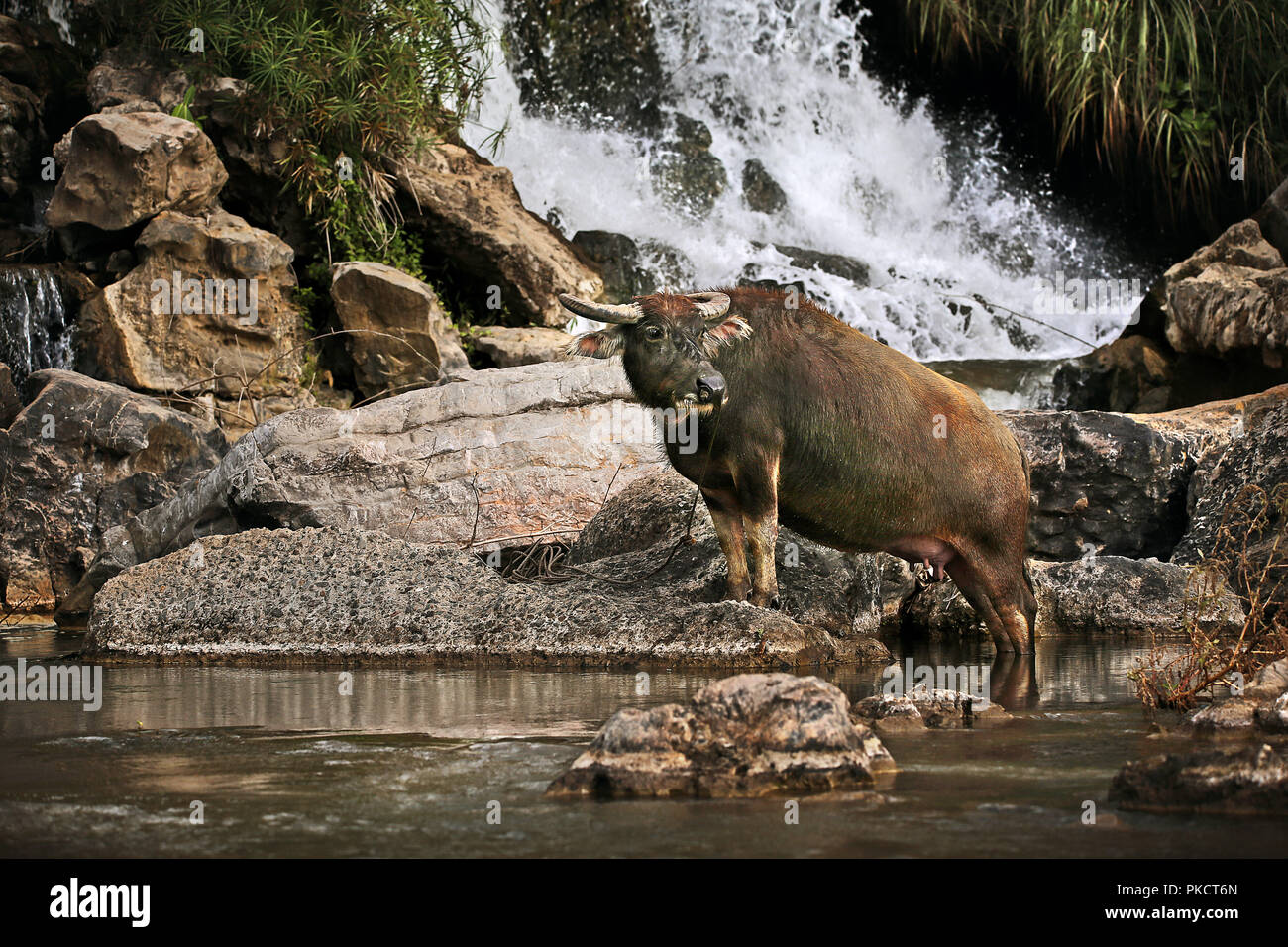 water buffalo posing in front of Waterfall Stock Photo - Alamy