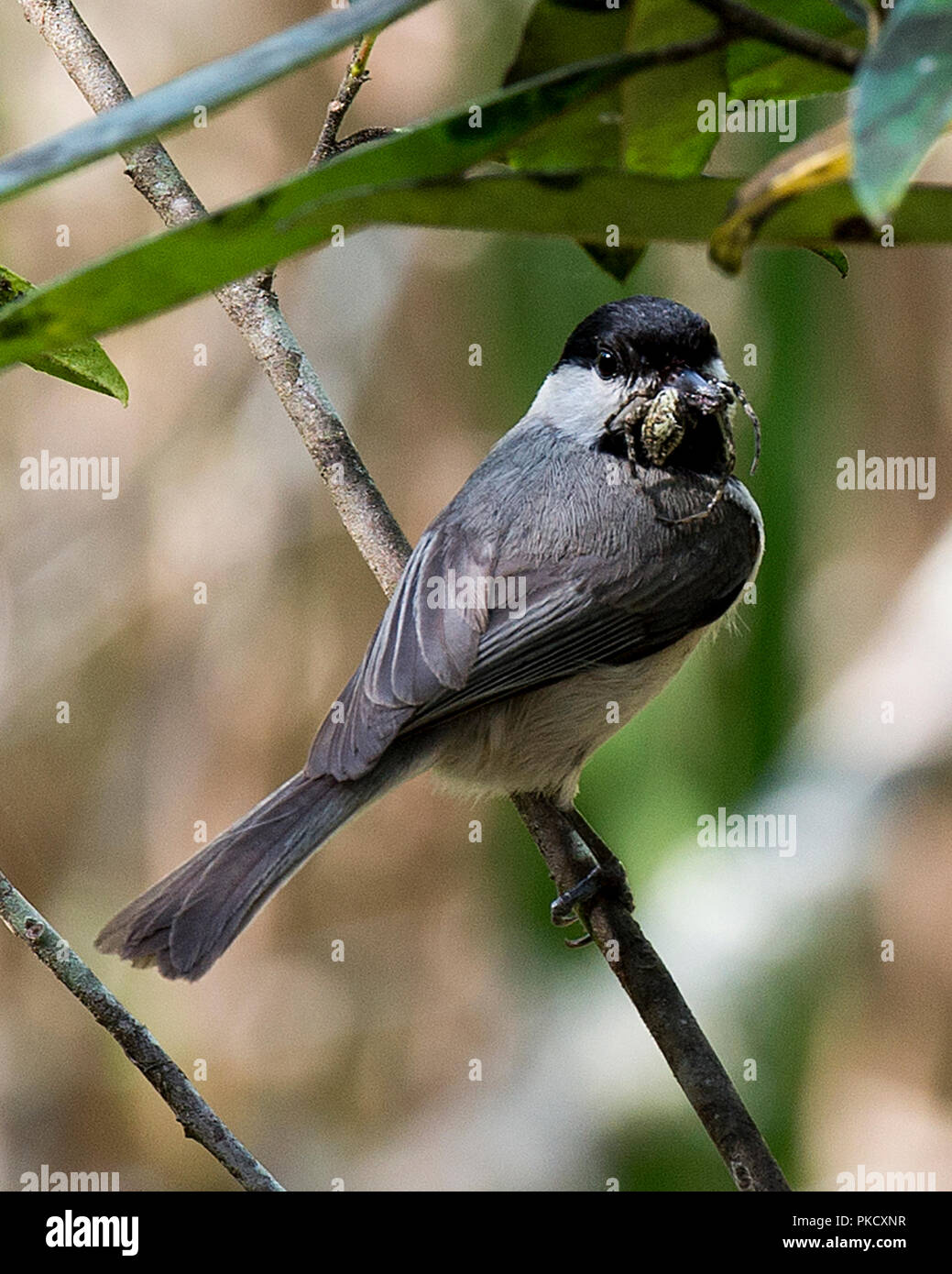 Bird eating spider hi-res stock photography and images - Alamy
