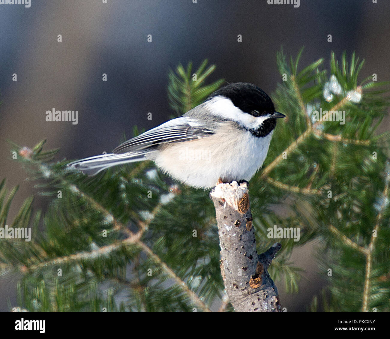 Chickadee splendid bird hi-res stock photography and images - Alamy