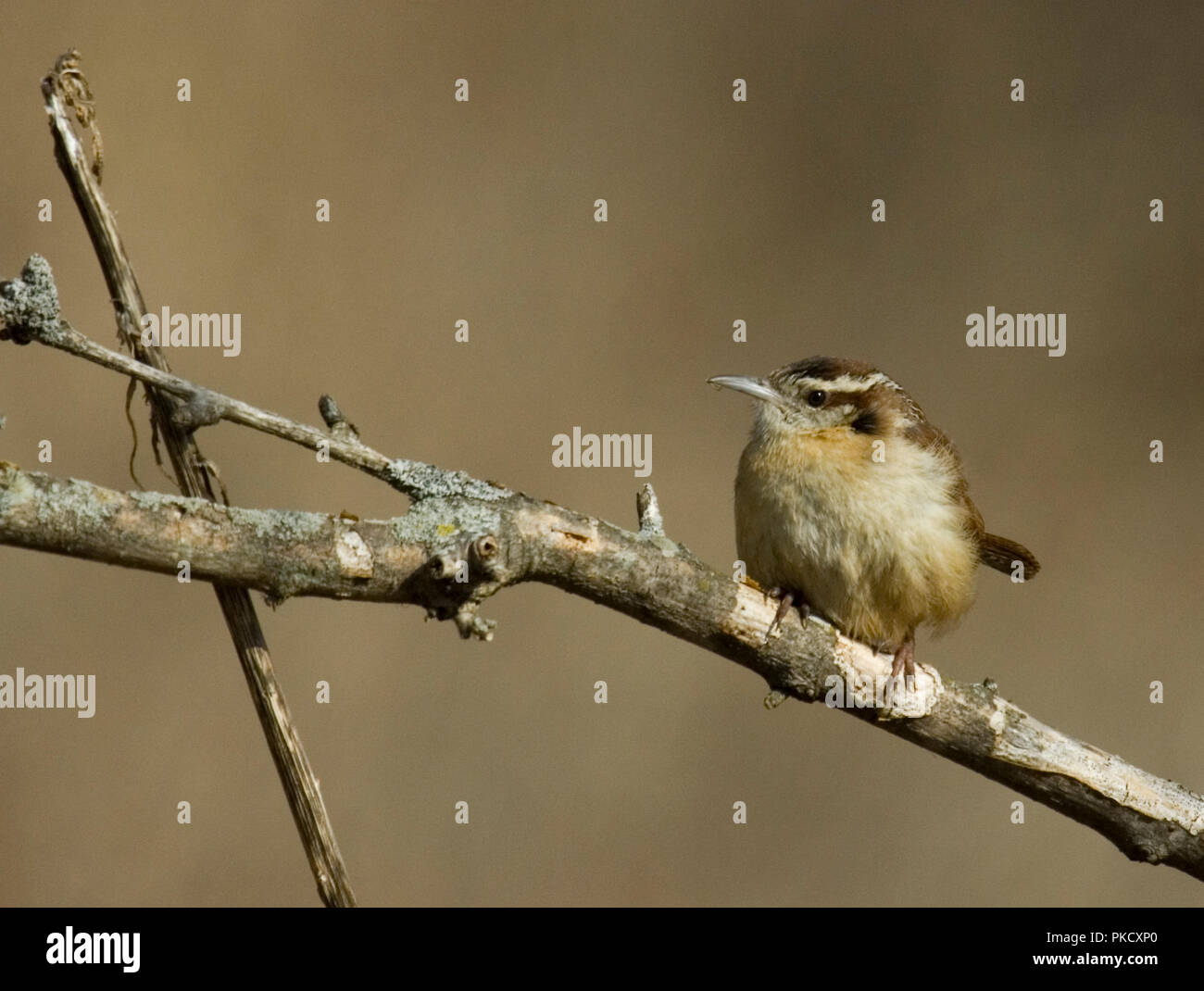 Carolina Wren; Thryothorus ludovicianus Stock Photo - Alamy