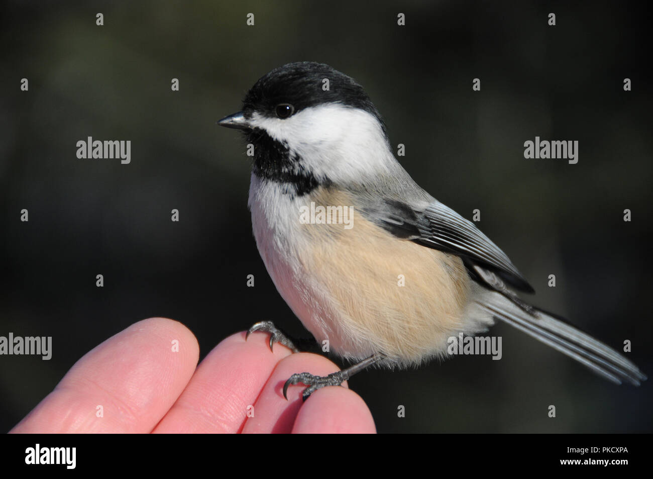 Chickadee black capped bird hi-res stock photography and images - Alamy