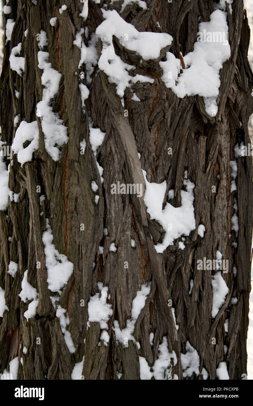 Snowy wood bark texture background Stock Photo - Alamy