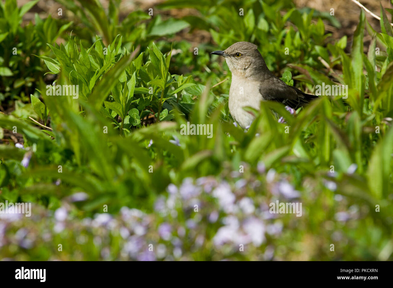 Northern Mockingbird :: Mimus polyglottos Stock Photo - Alamy Northern Mockingbird :: Mimus polyglottos Stock Photo - Alamy