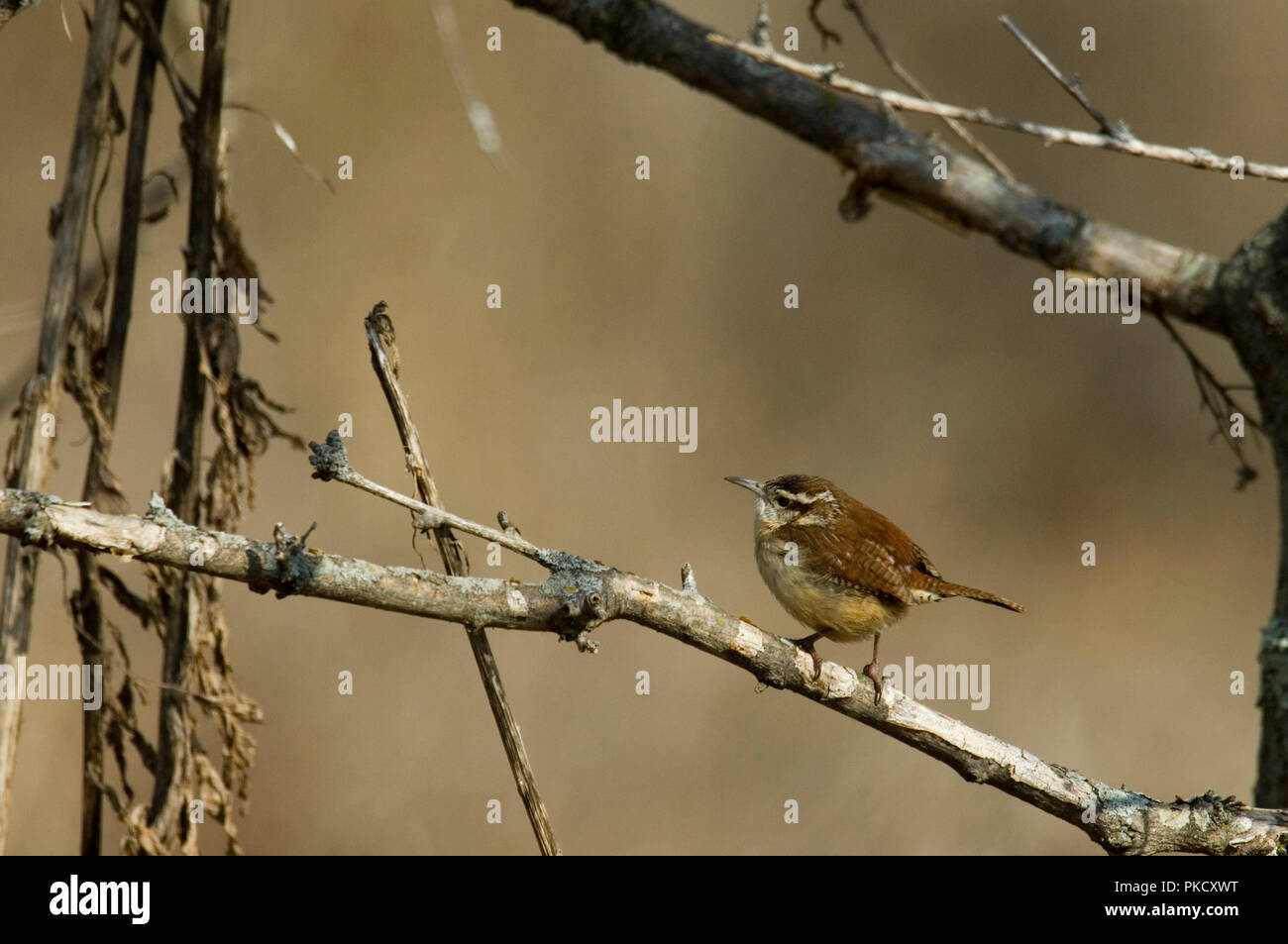 Carolina Wren; Thryothorus ludovicianus Stock Photo - Alamy