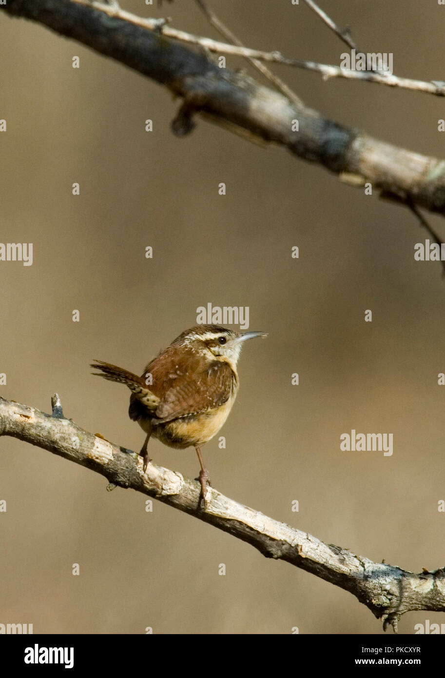Carolina Wren; Thryothorus ludovicianus Stock Photo - Alamy