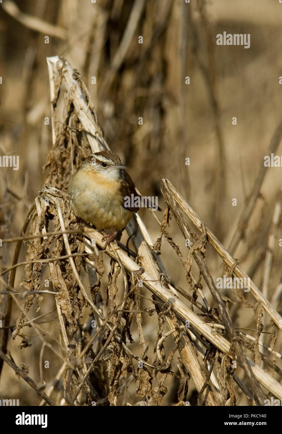 Carolina Wren; Thryothorus ludovicianus Stock Photo - Alamy