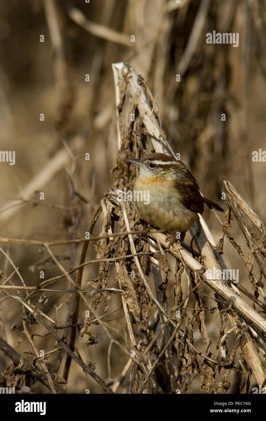 Carolina Wren; Thryothorus ludovicianus Stock Photo - Alamy