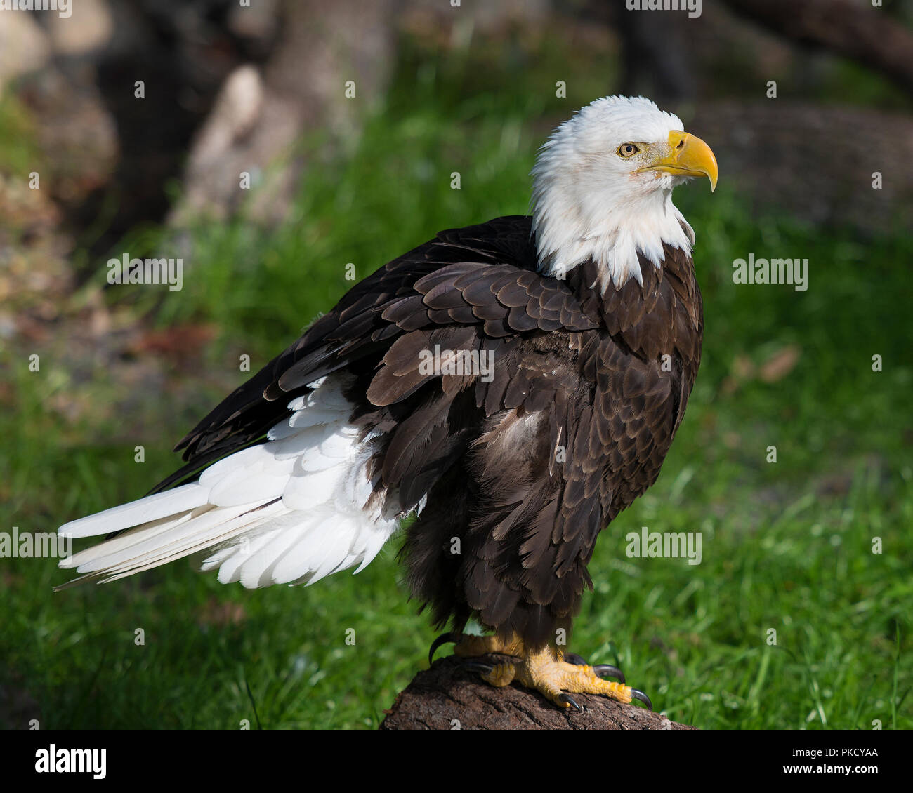 Bald eagle wing tail feathers hi-res stock photography and images - Alamy