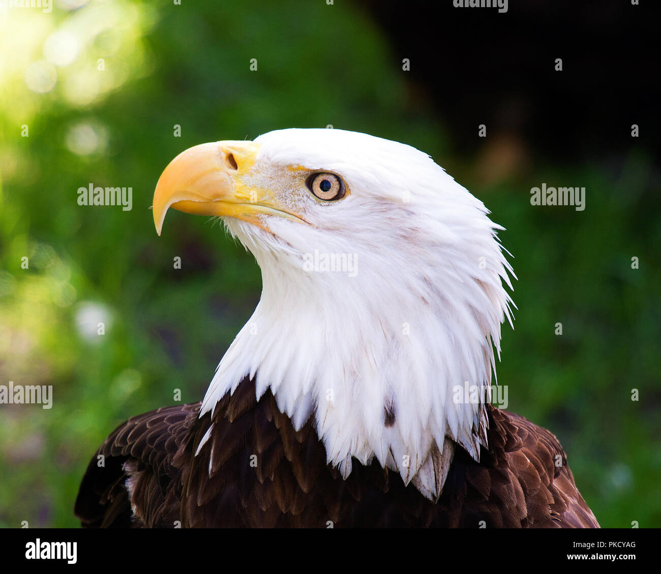 Bald eagle head close-up profile displaying its brown feathers, white ...