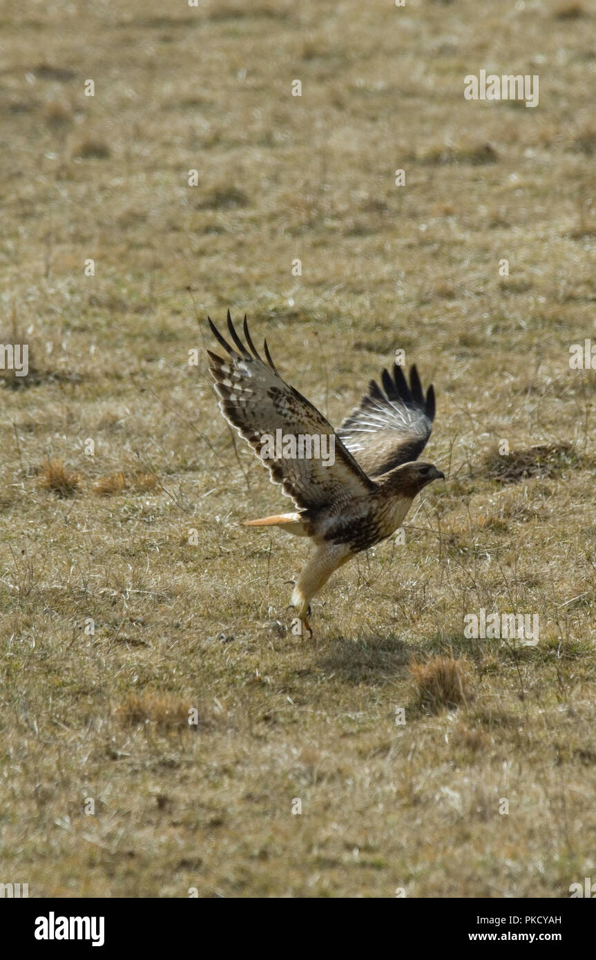 Fork tailed bird of prey hi-res stock photography and images - Alamy