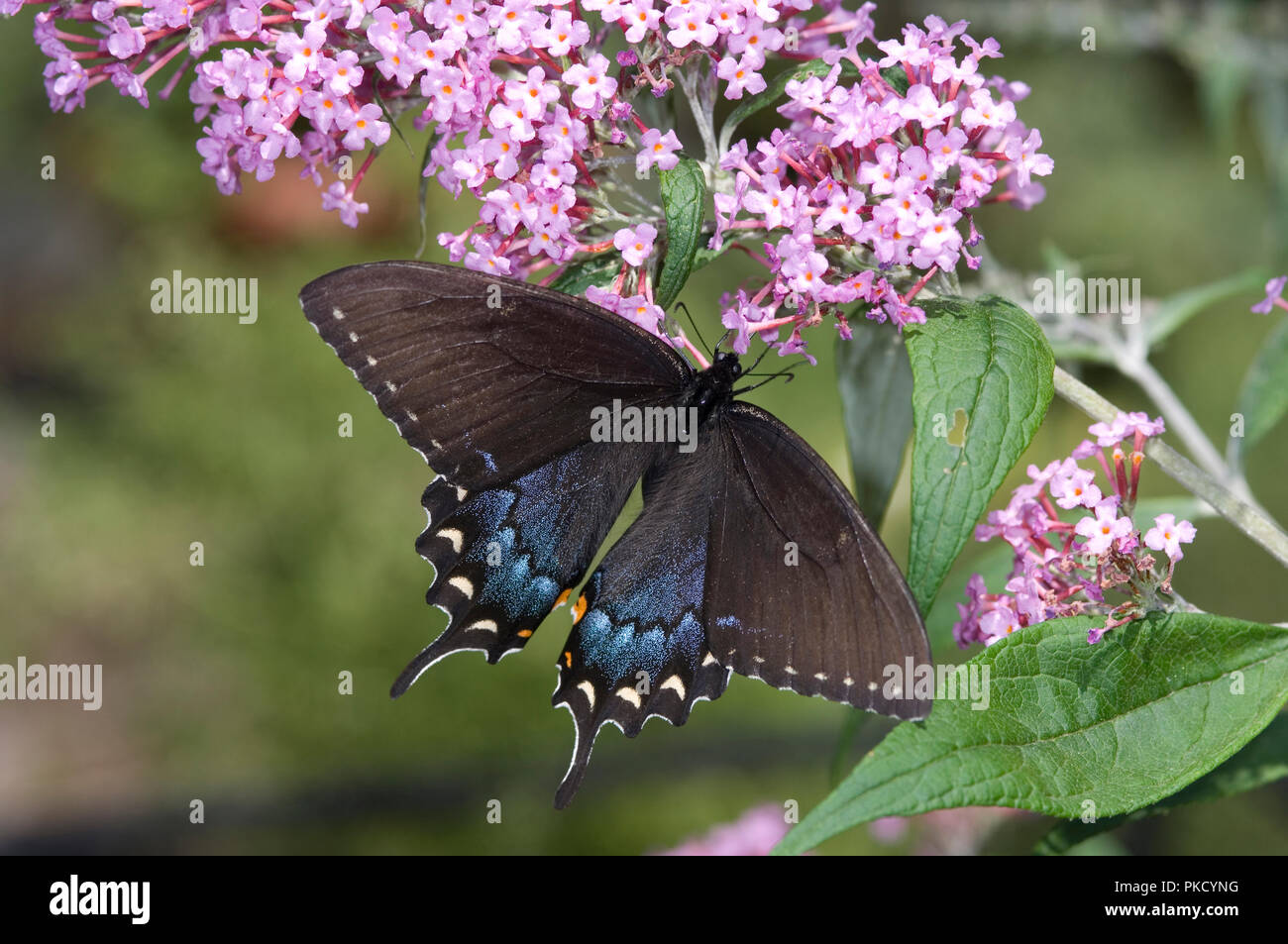 (dark)Tiger Swallowtail; Pterourus glaucus Stock Photo - Alamy