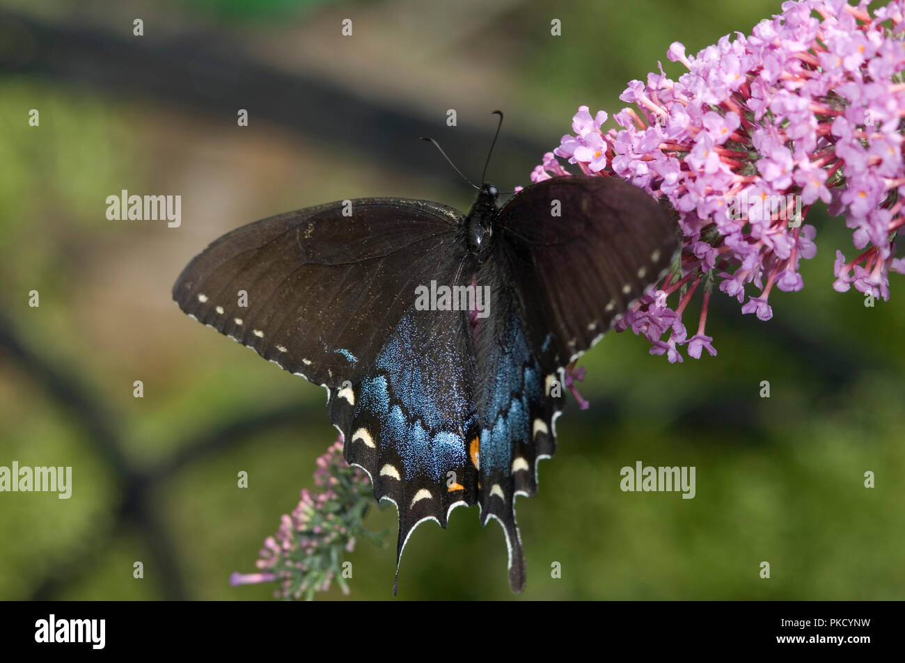 (dark)Tiger Swallowtail; Pterourus glaucus Stock Photo - Alamy