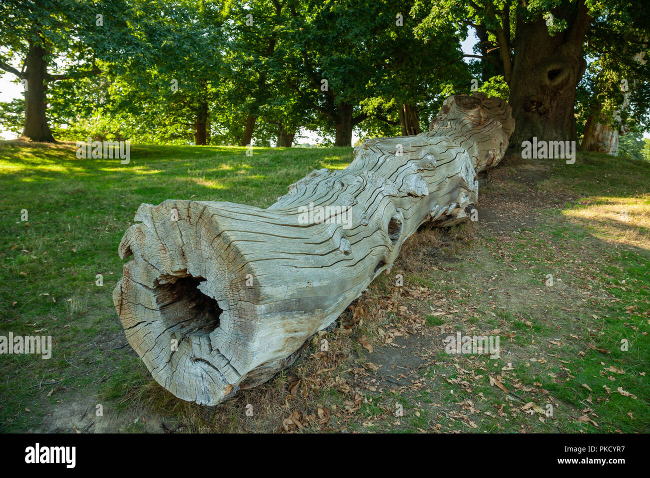 Felled tree trunk hi-res stock photography and images - Alamy