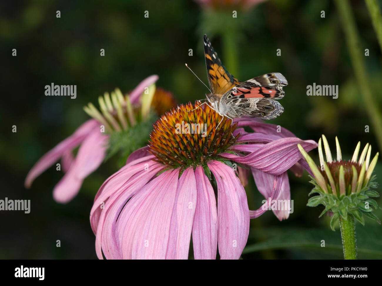American Painted Lady; "Virginia Lady"; Vanessa virginiensis Stock ...