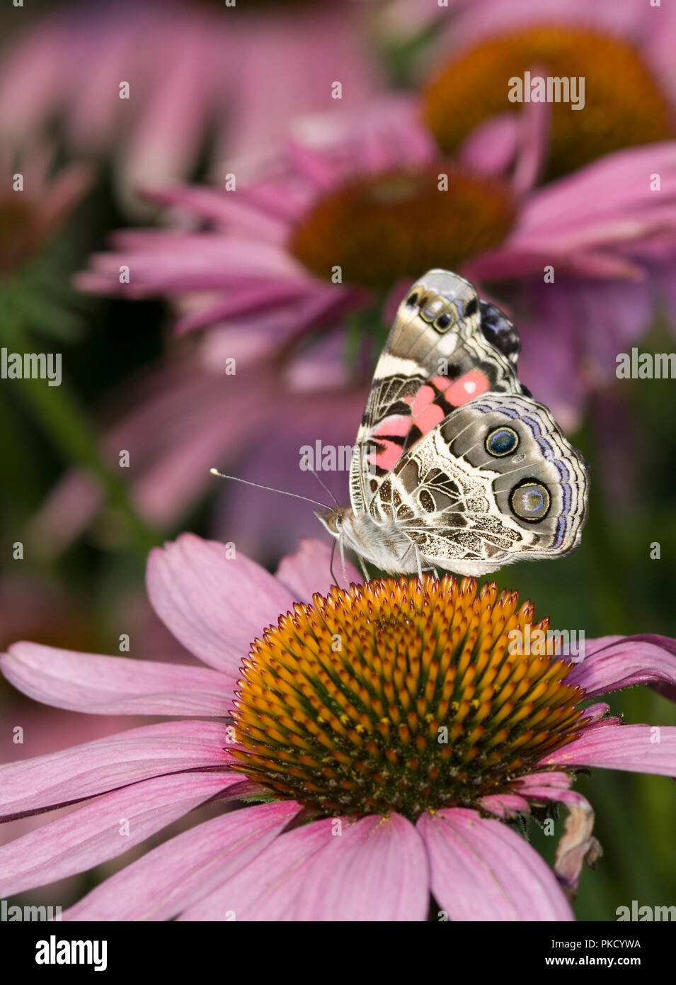 American Painted Lady; "Virginia Lady"; Vanessa virginiensis Stock ...