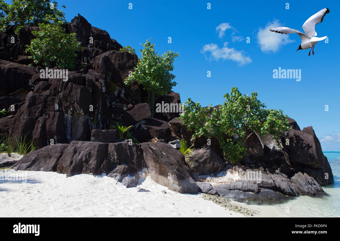 Black rocks and seagull . Bora-Bora. Polynesia Stock Photo - Alamy