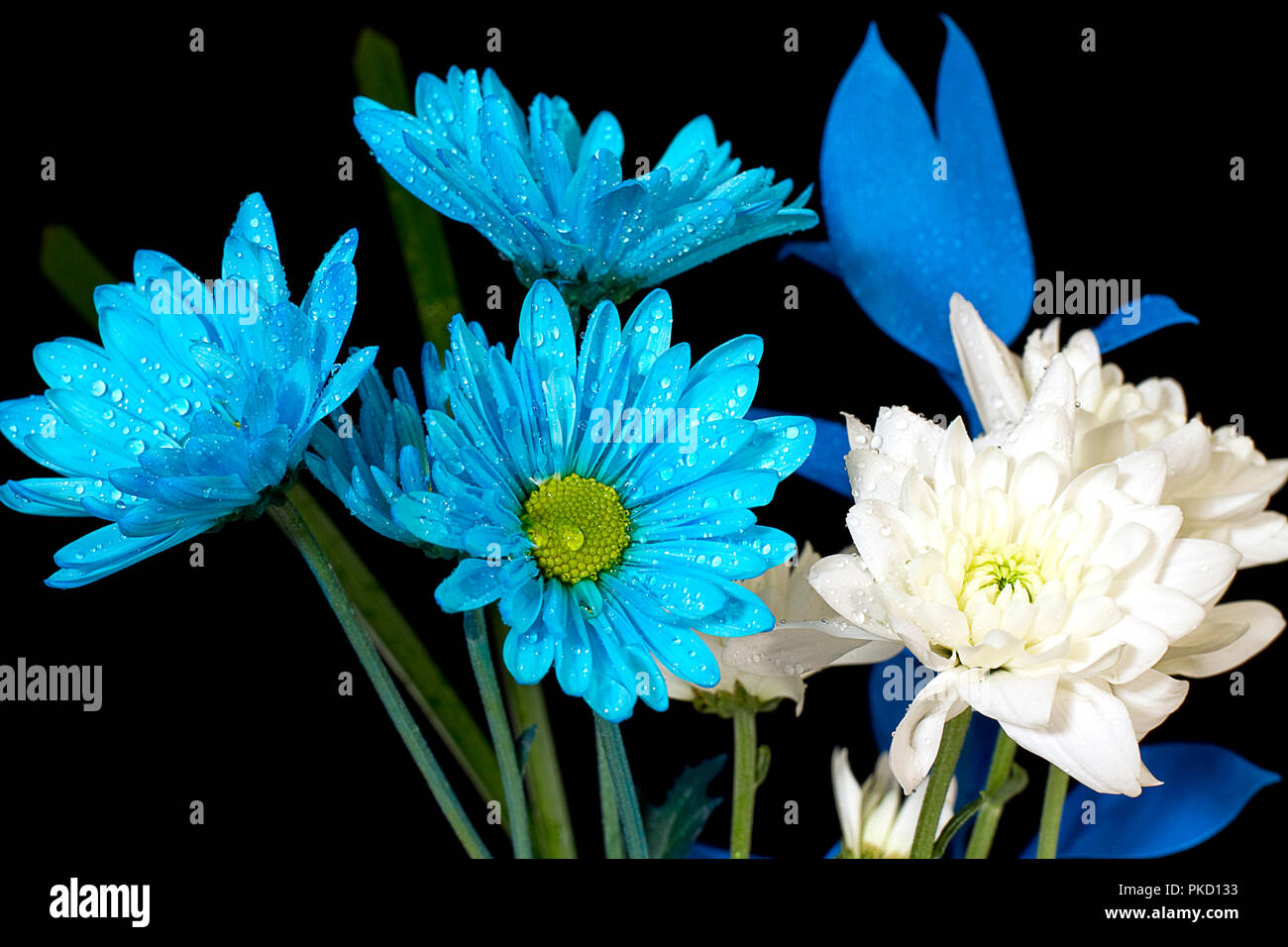 Pretty blue and white daisies in vase. Closeup. Isolated on black ...