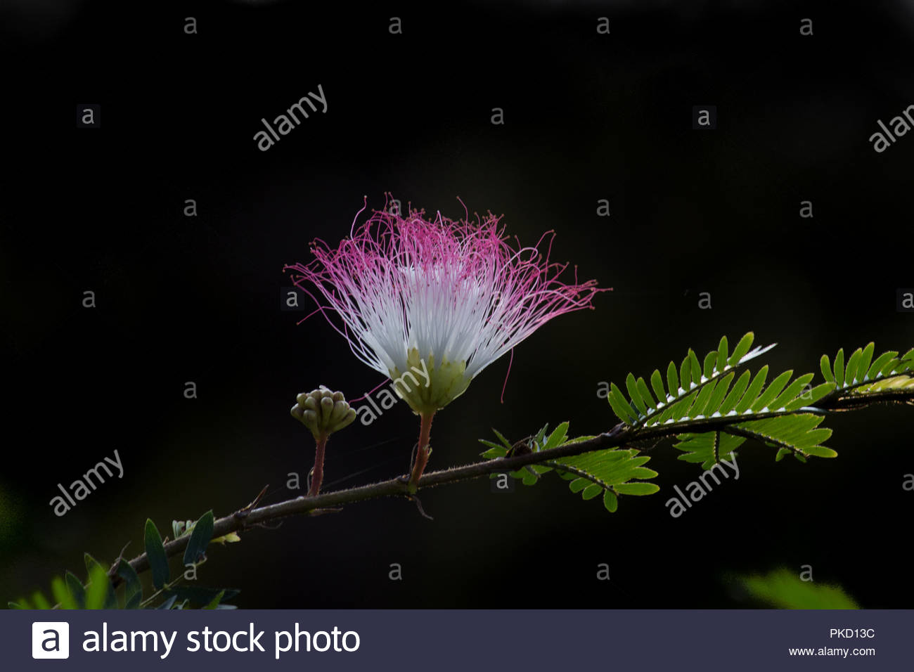 Blooming Mimosa Tree Albizia Julibrissin High Resolution Stock ...