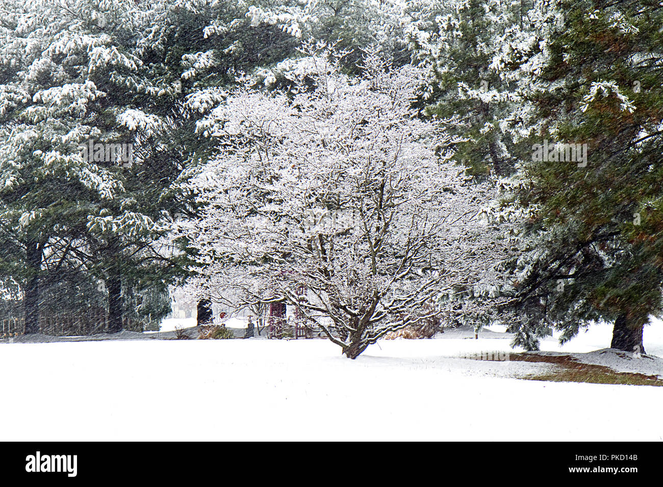Cape-cod home in the midst of snow storm. Red door with Christmas ...