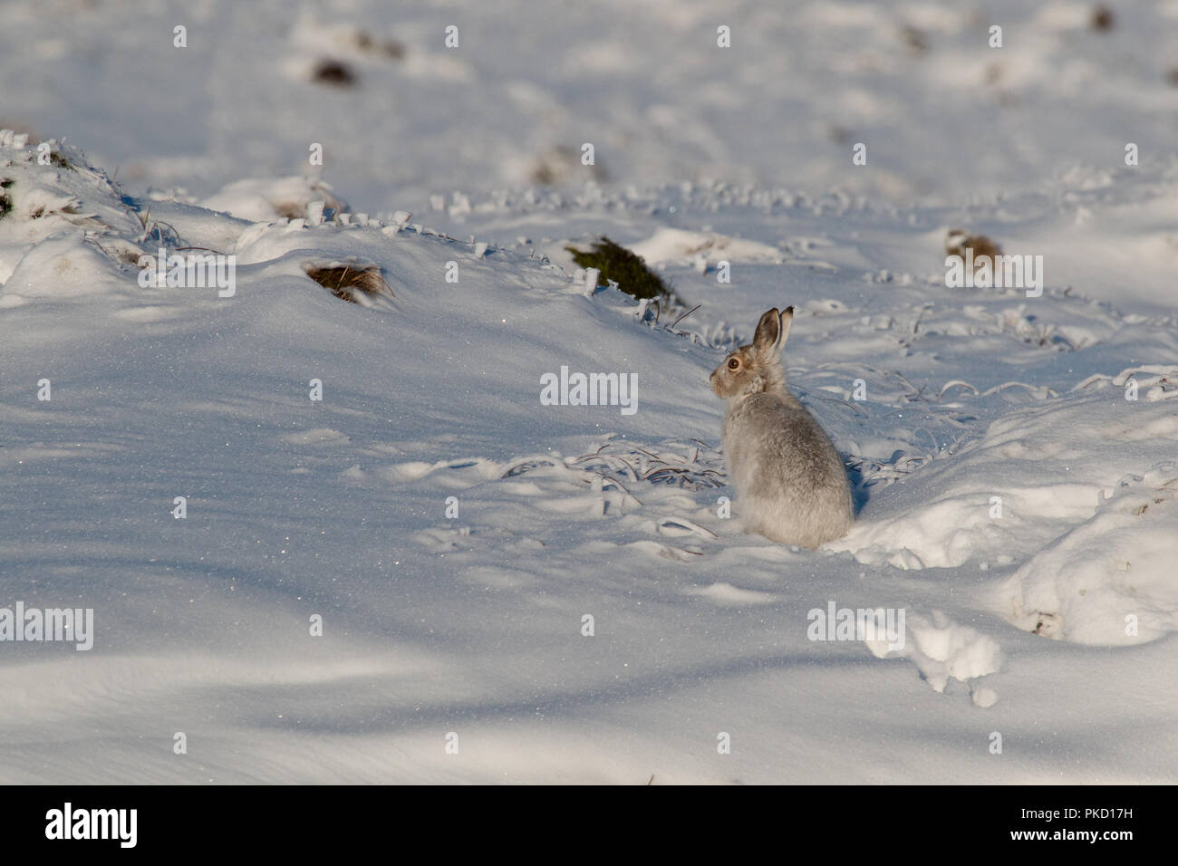 Mountain hare (Lepus timidus) in it's white winter coat on snow covered ...