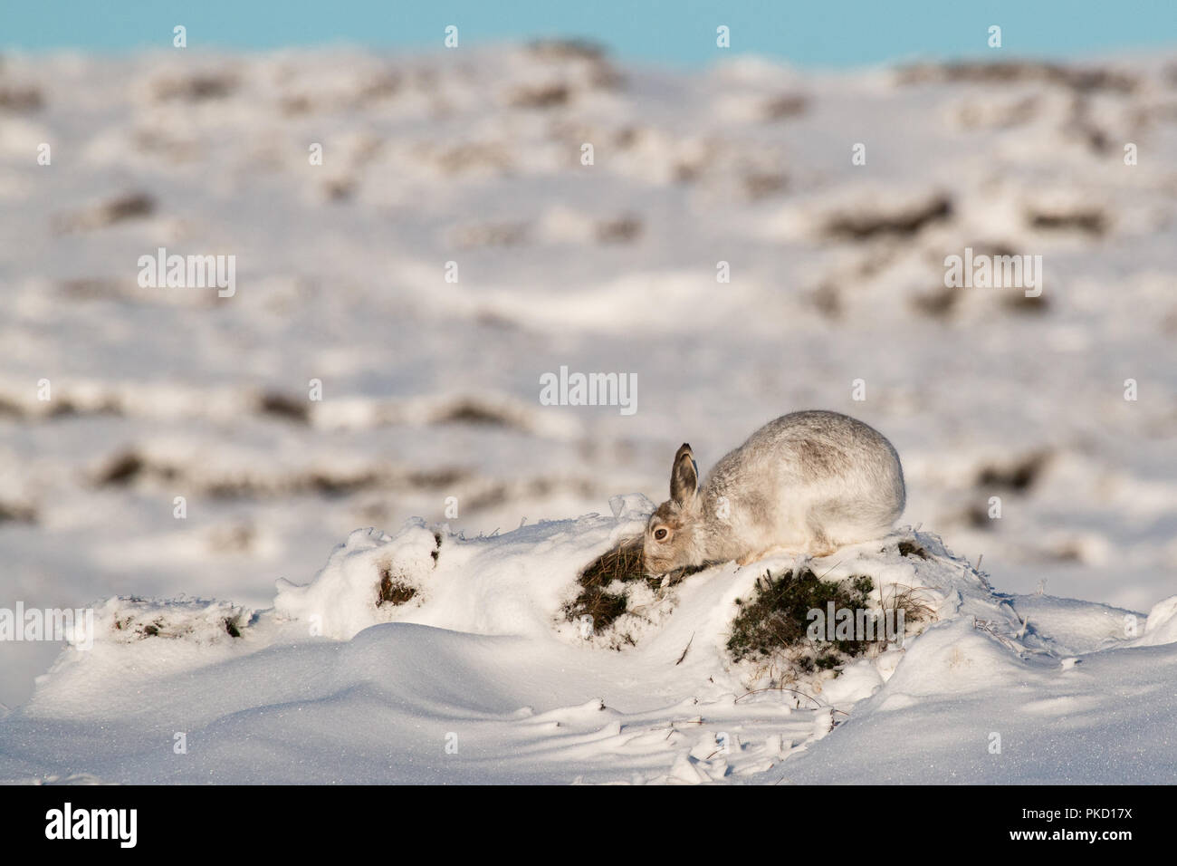 Mountain hare (Lepus timidus) in it's white winter coat on snow covered ...