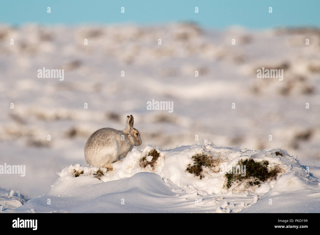 Mountain hare (Lepus timidus) in it's white winter coat on snow covered ...