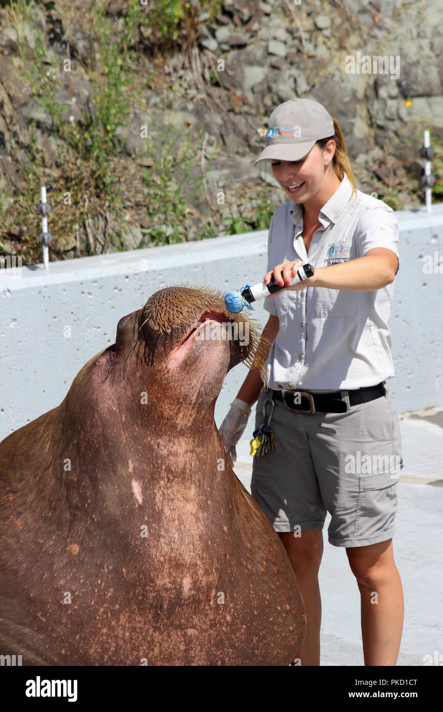 Female walrus hi-res stock photography and images - Alamy