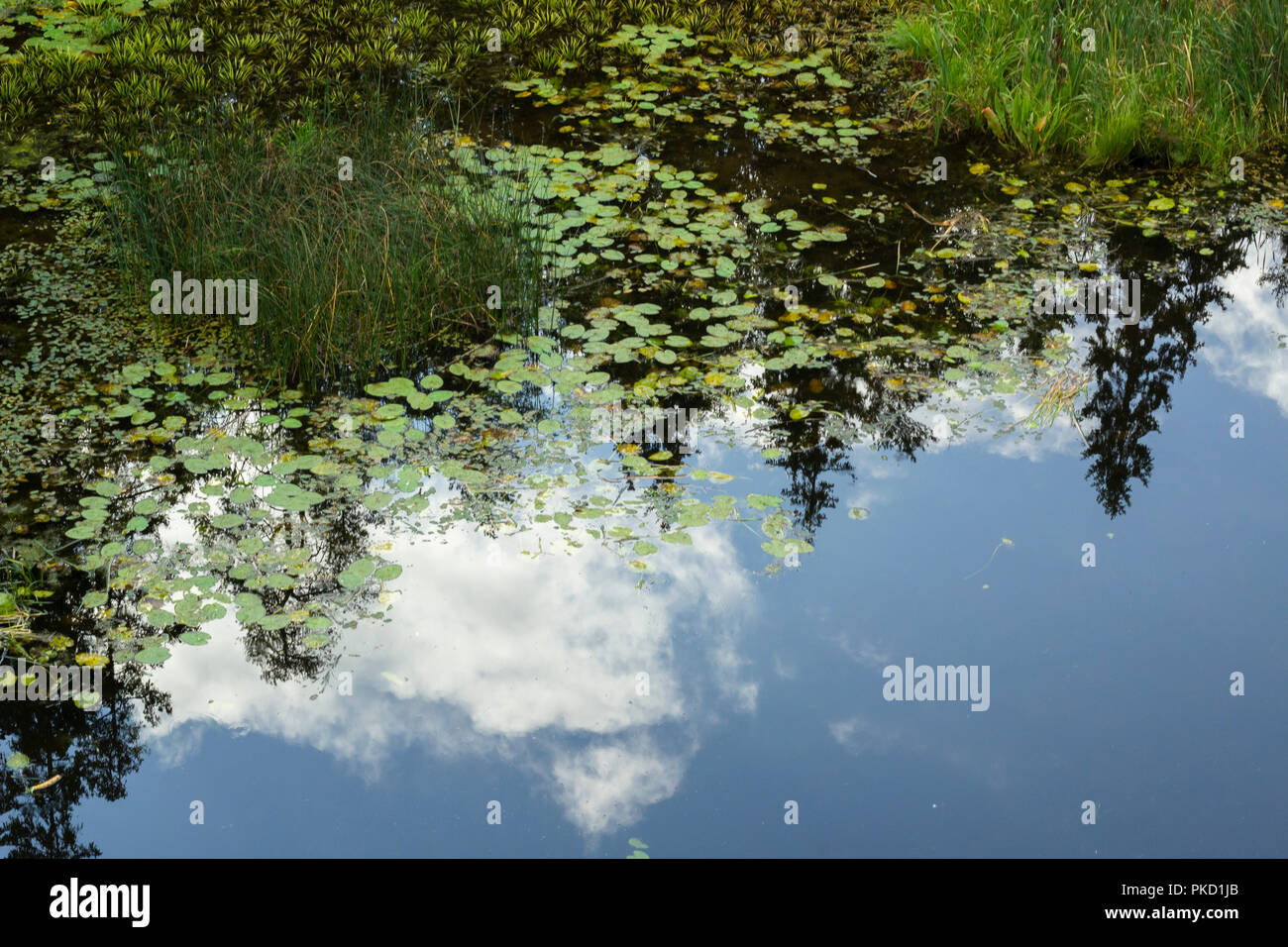 Mirror reflection in water hi-res stock photography and images - Alamy