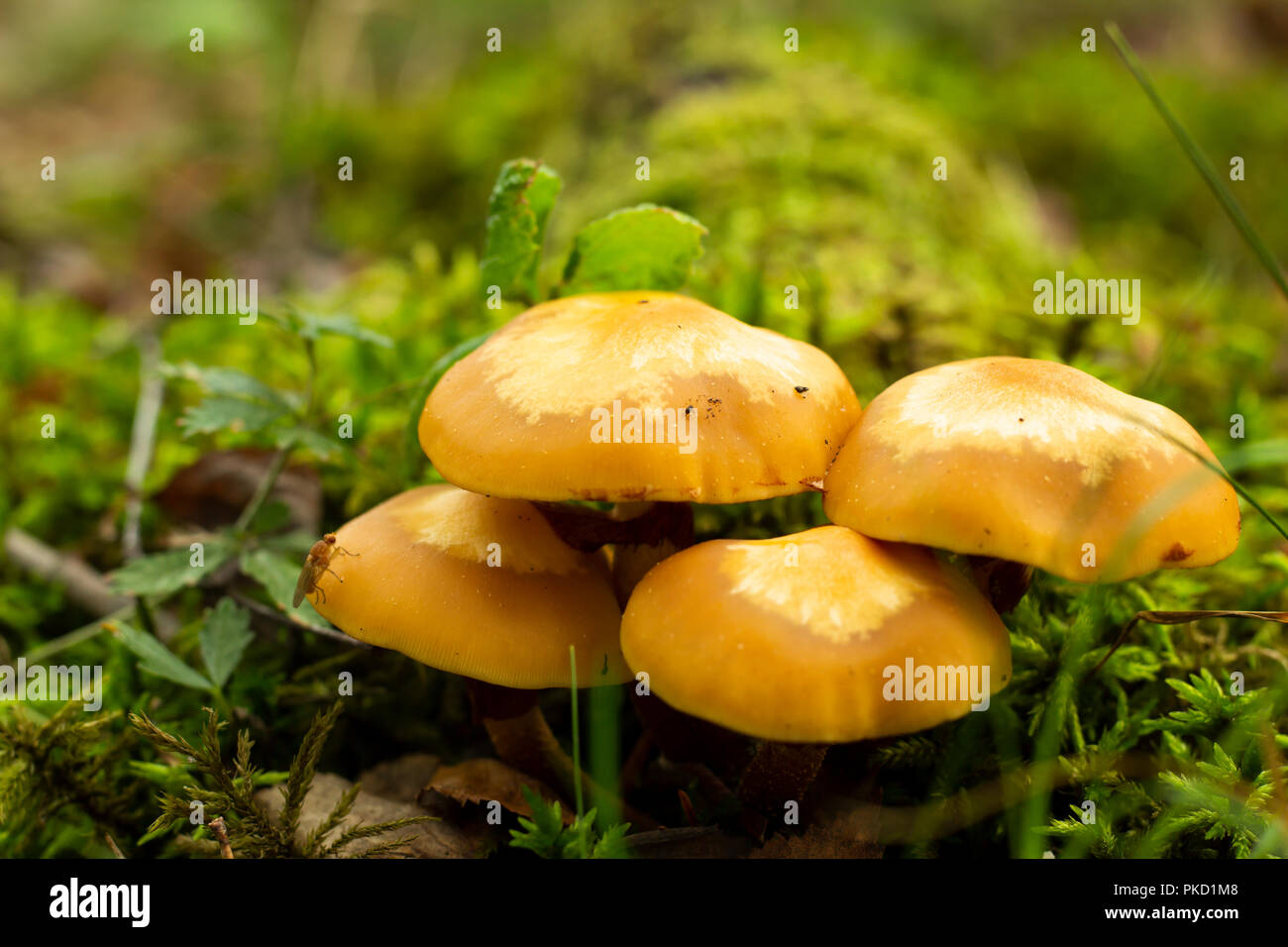 Mushrooms grow on fallen tree hi-res stock photography and images - Alamy