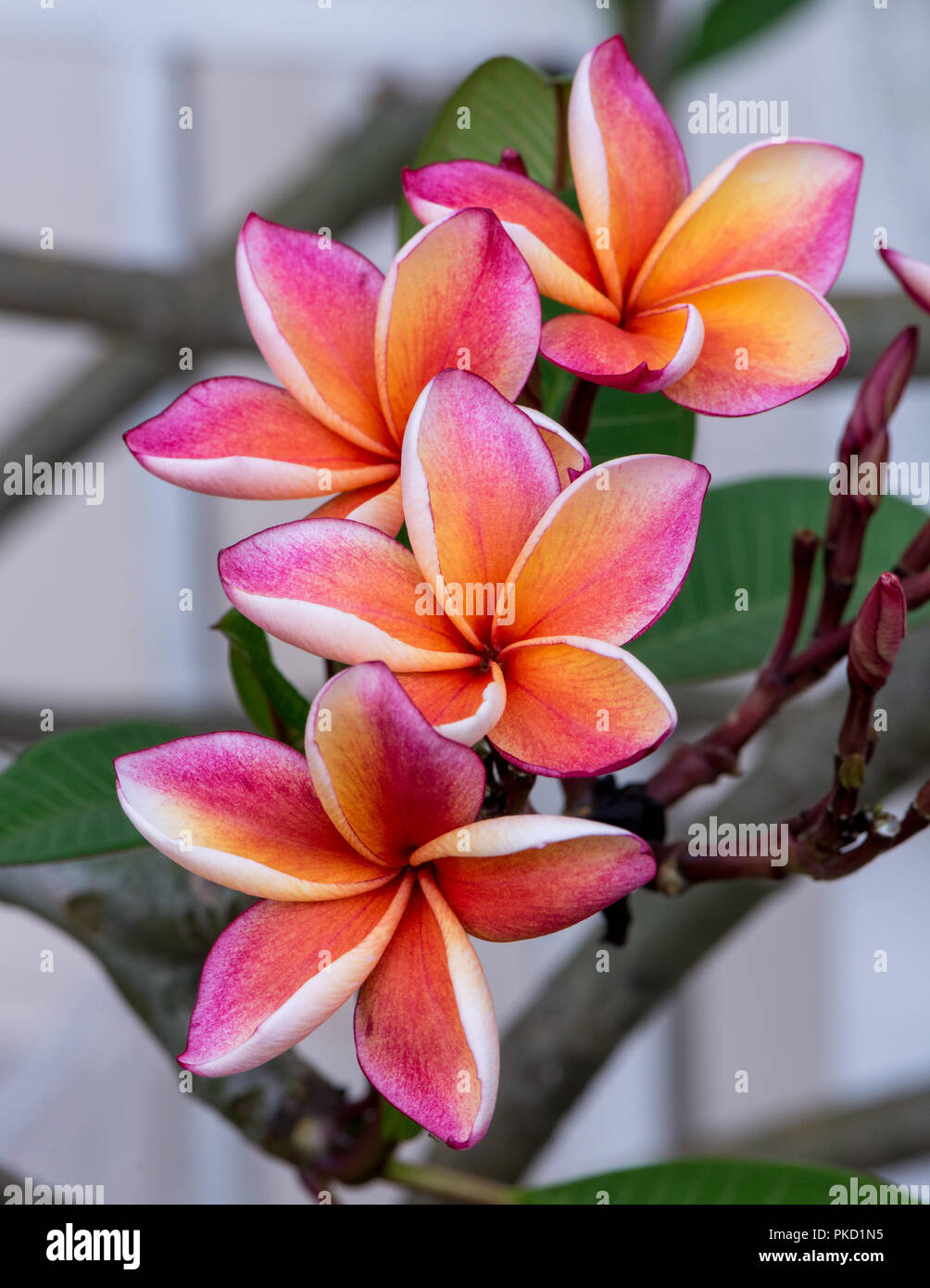 'red frangipani' hi-res stock photography and images - Alamy