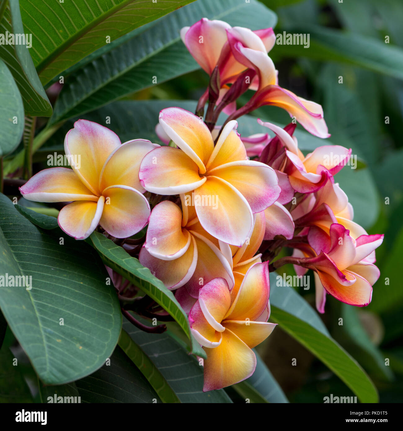'red frangipani' hi-res stock photography and images - Alamy