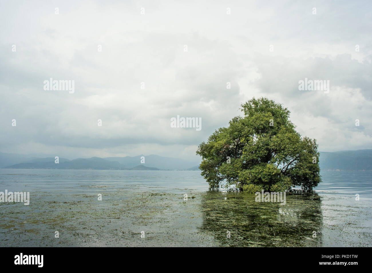 tree on the water Stock Photo - Alamy