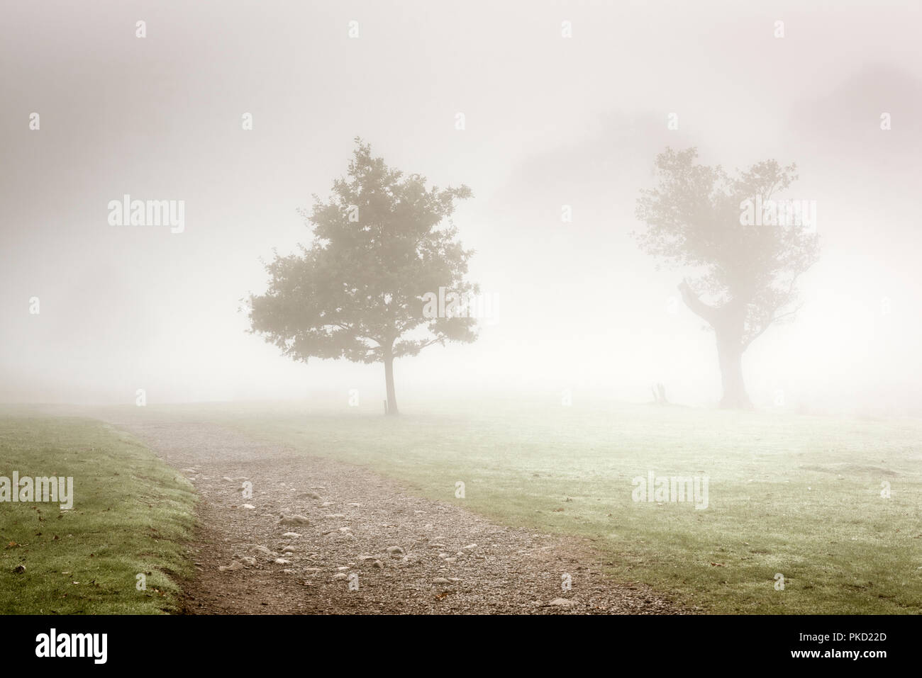 Trees in mist on a foggy morning in the English countryside Stock Photo ...